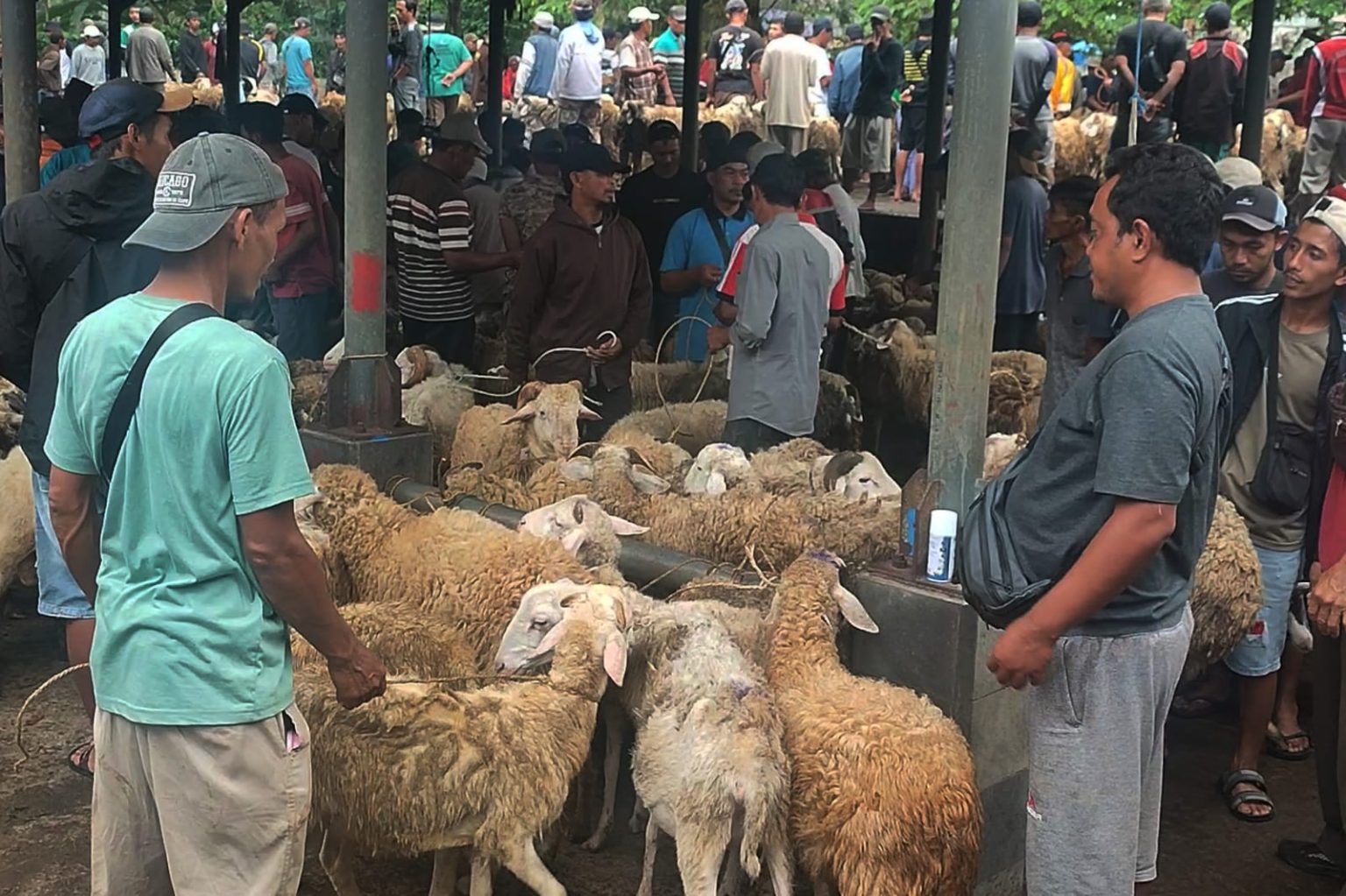Temanggung Kerahkan 177 Petugas Awasi Proses Kurban Idul Adha 2025 ...